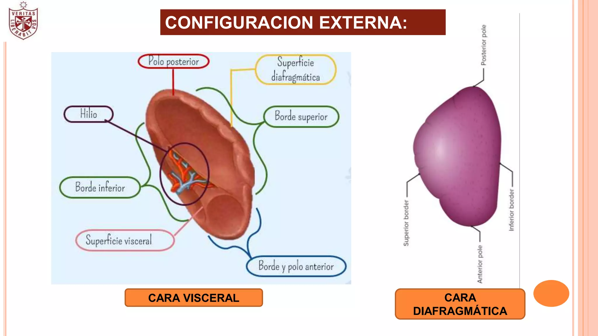 CLASE_ANATOMIA_DE_BAZO,_PANCREAS,INT._DELG._INTES_GRUESO,_RECTO_Y_ANO[1 ...
