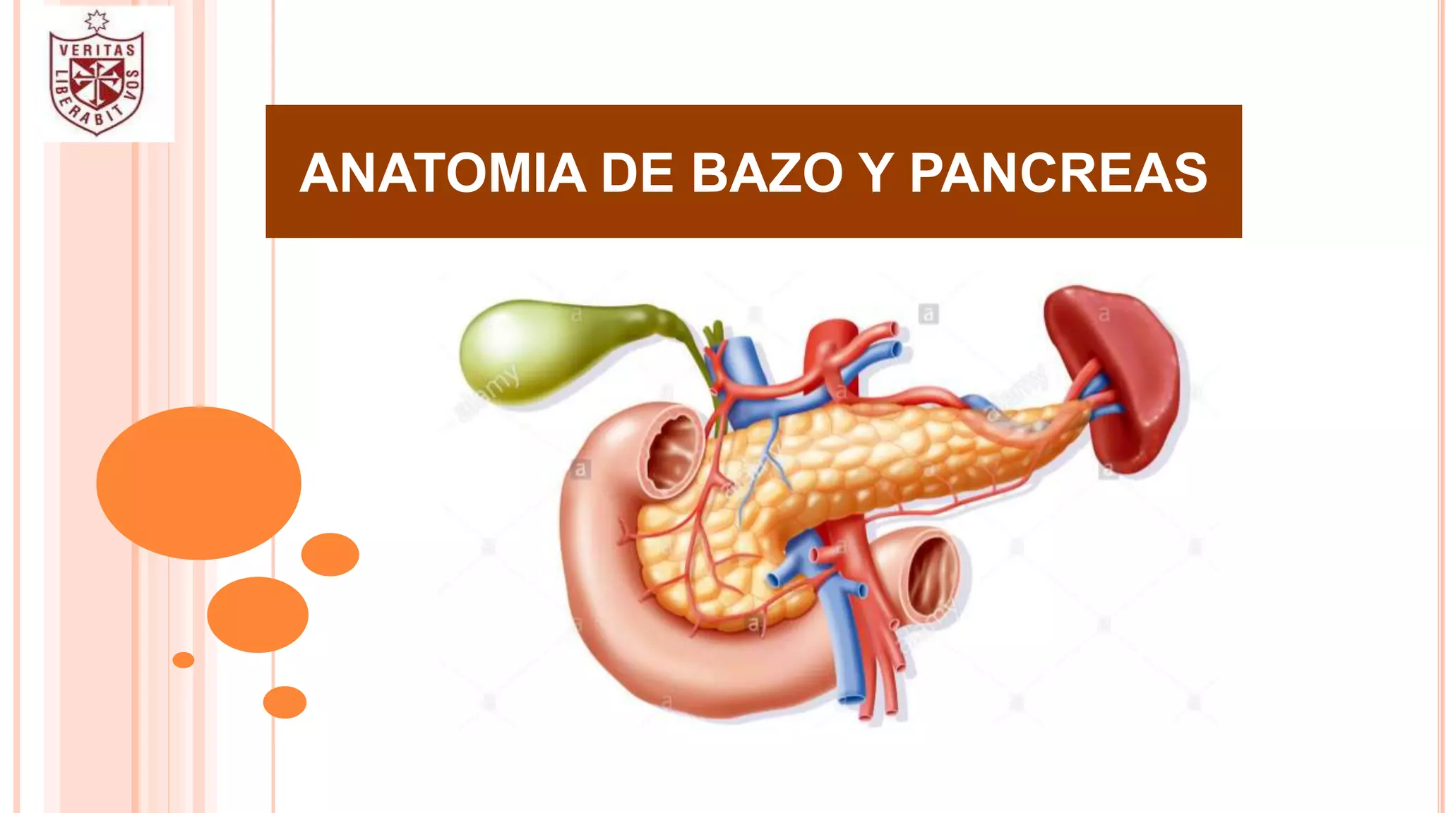 CLASE_ANATOMIA_DE_BAZO,_PANCREAS,INT._DELG._INTES_GRUESO,_RECTO_Y_ANO[1 ...