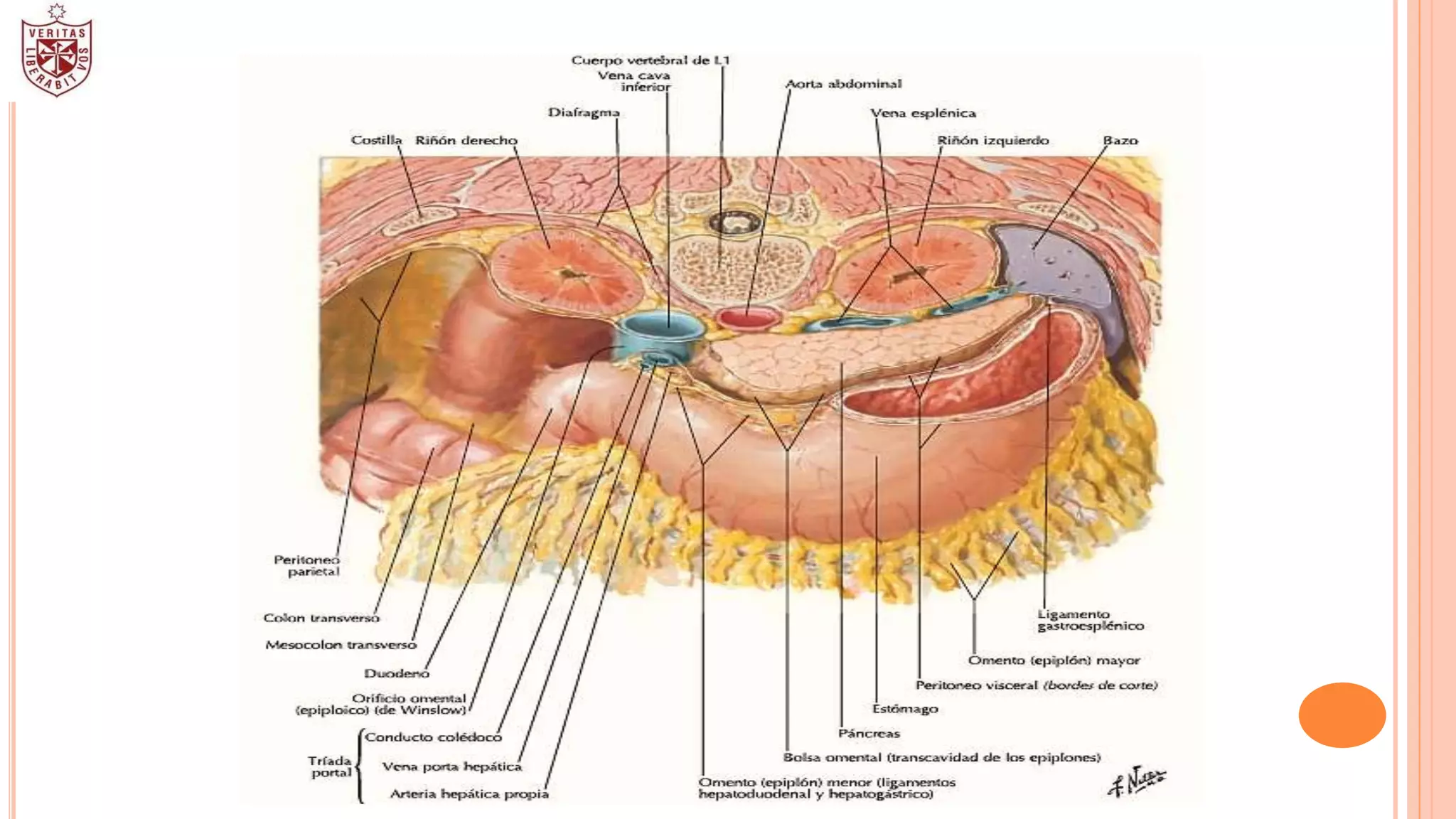 CLASE_ANATOMIA_DE_BAZO,_PANCREAS,INT._DELG._INTES_GRUESO,_RECTO_Y_ANO[1 ...