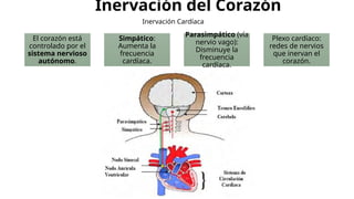 clase Anatomía Descriptiva del Corazón.pptx