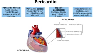 clase Anatomía Descriptiva del Corazón.pptx