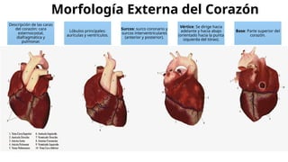 clase Anatomía Descriptiva del Corazón.pptx