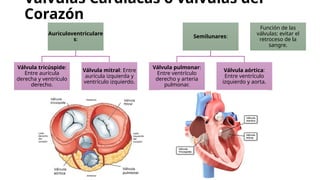 clase Anatomía Descriptiva del Corazón.pptx