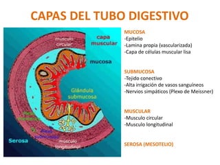 Clase_Anatomía_Fisiológica_del_Sistema_Digestivo._2015..pdf