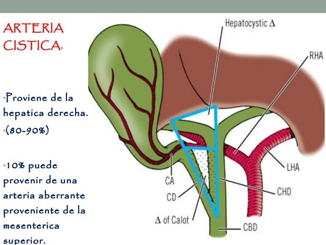 Clase anatomia y fisiologia ccl
