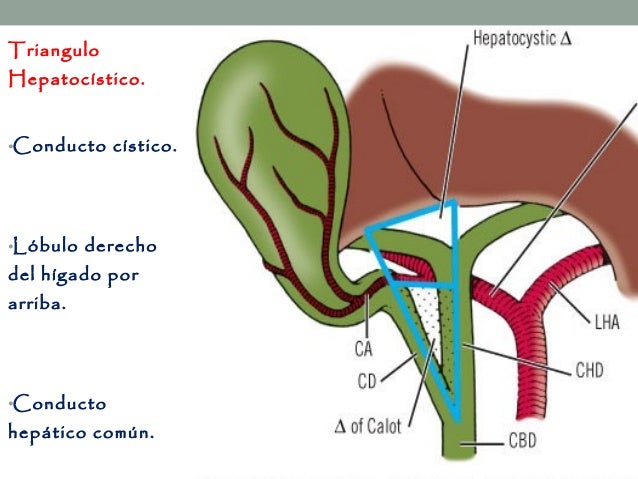 Clase anatomia y fisiologia ccl