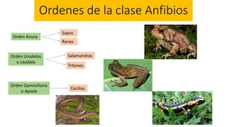 Clase anfibios | PPTX