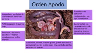 Clase anfibios | PPTX