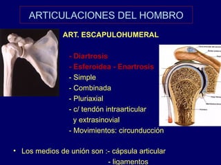 Articulación Glenohumeral | PPT