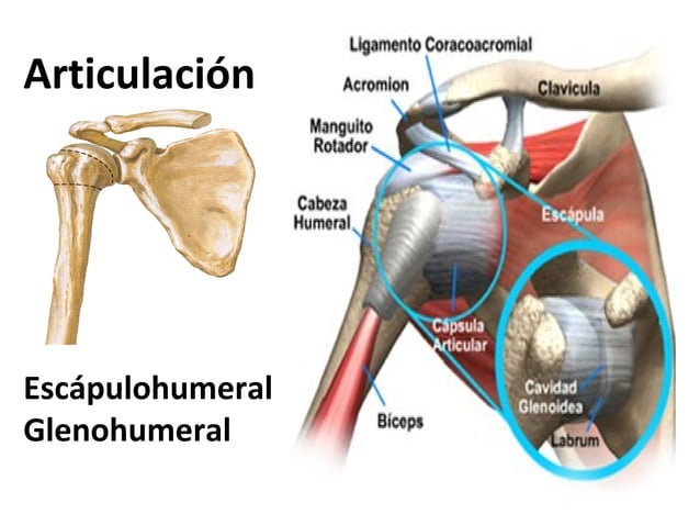 Articulación Glenohumeral