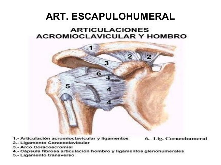 Articulación Glenohumeral