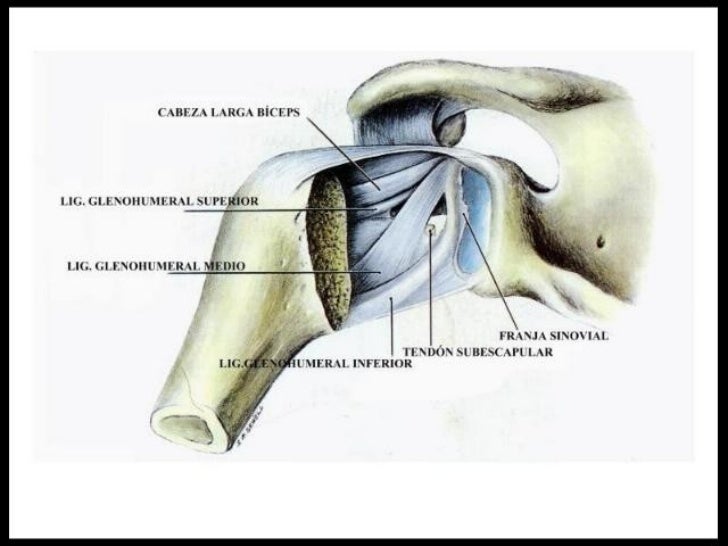 Articulación Glenohumeral