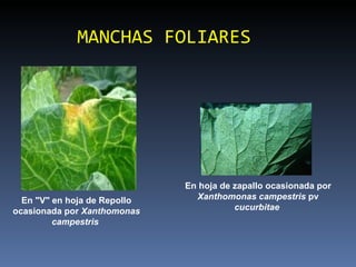 Clase bacterias para | PPT