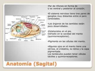 Clase bilvalviay cephalopoda | PPTX