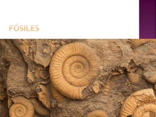 Clase básica de fósiles | PPTX | Chemistry | Science