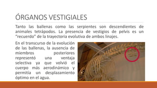 Estructuras Vestigiales Pptx