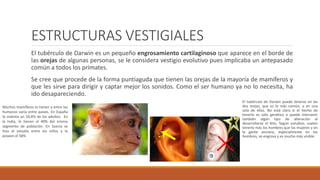 Estructuras Vestigiales | PPTX