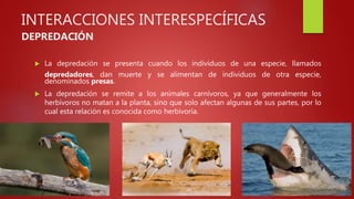 Interacciones biologicas | PPTX