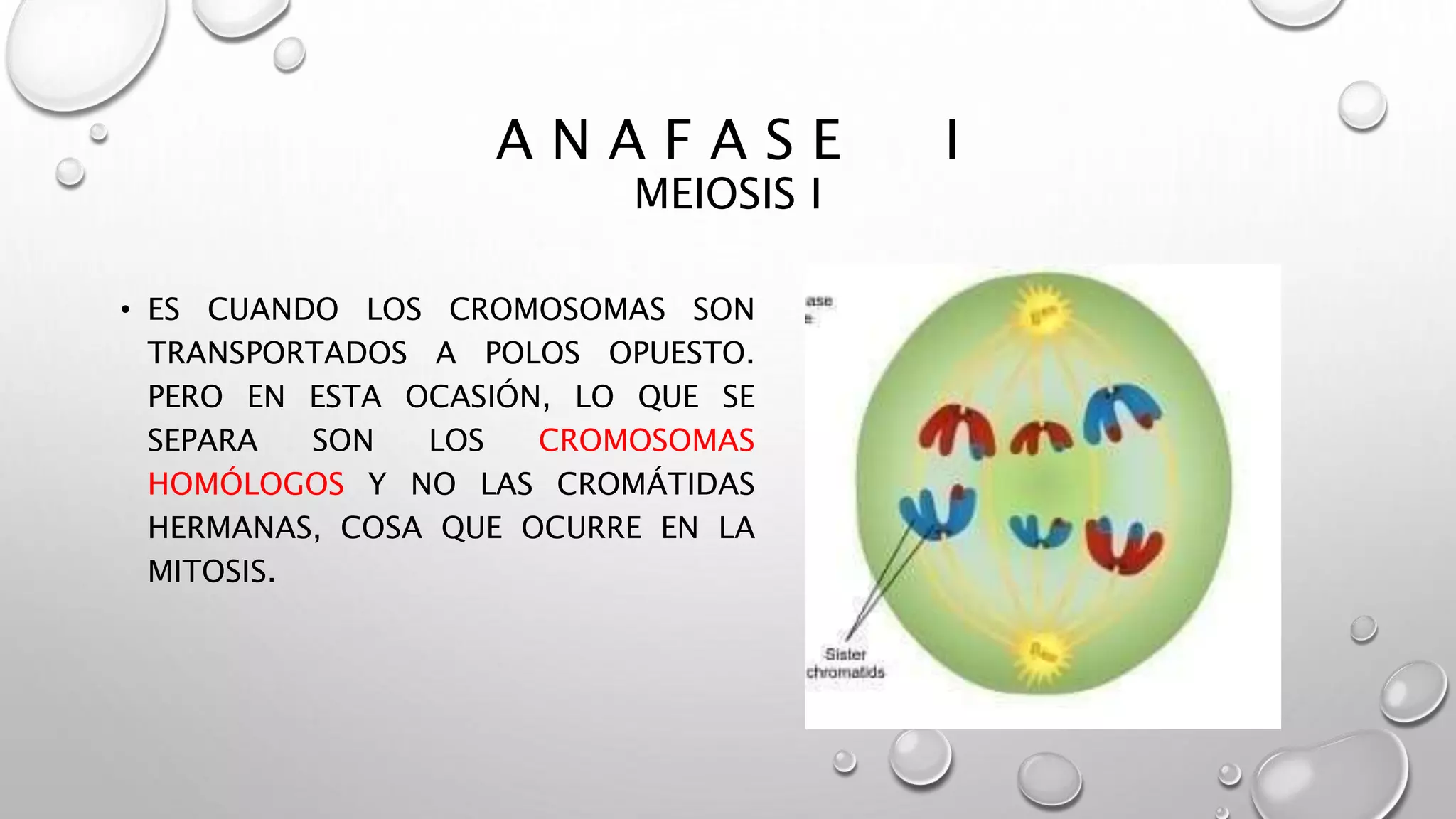 Meiosis | PPTX