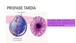 Ciclo celular y Cáncer | PPT
