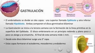 Desarrollo fetal | PPTX