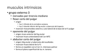 CLASE BIOMECANICA DEL PULGAR 1.pptx
