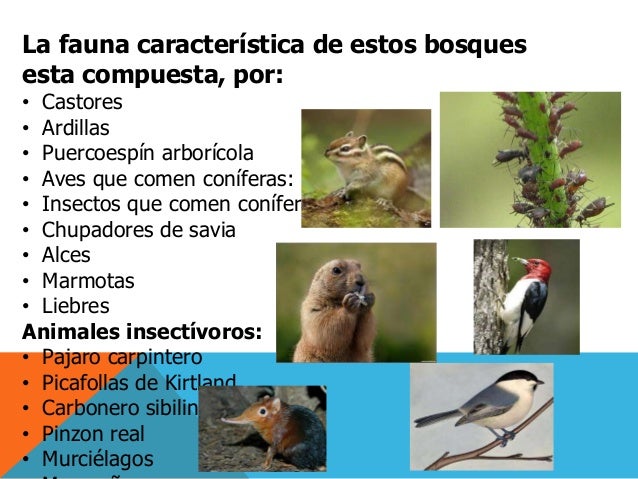 Fauna en el bosque de coniferas - Imagui
