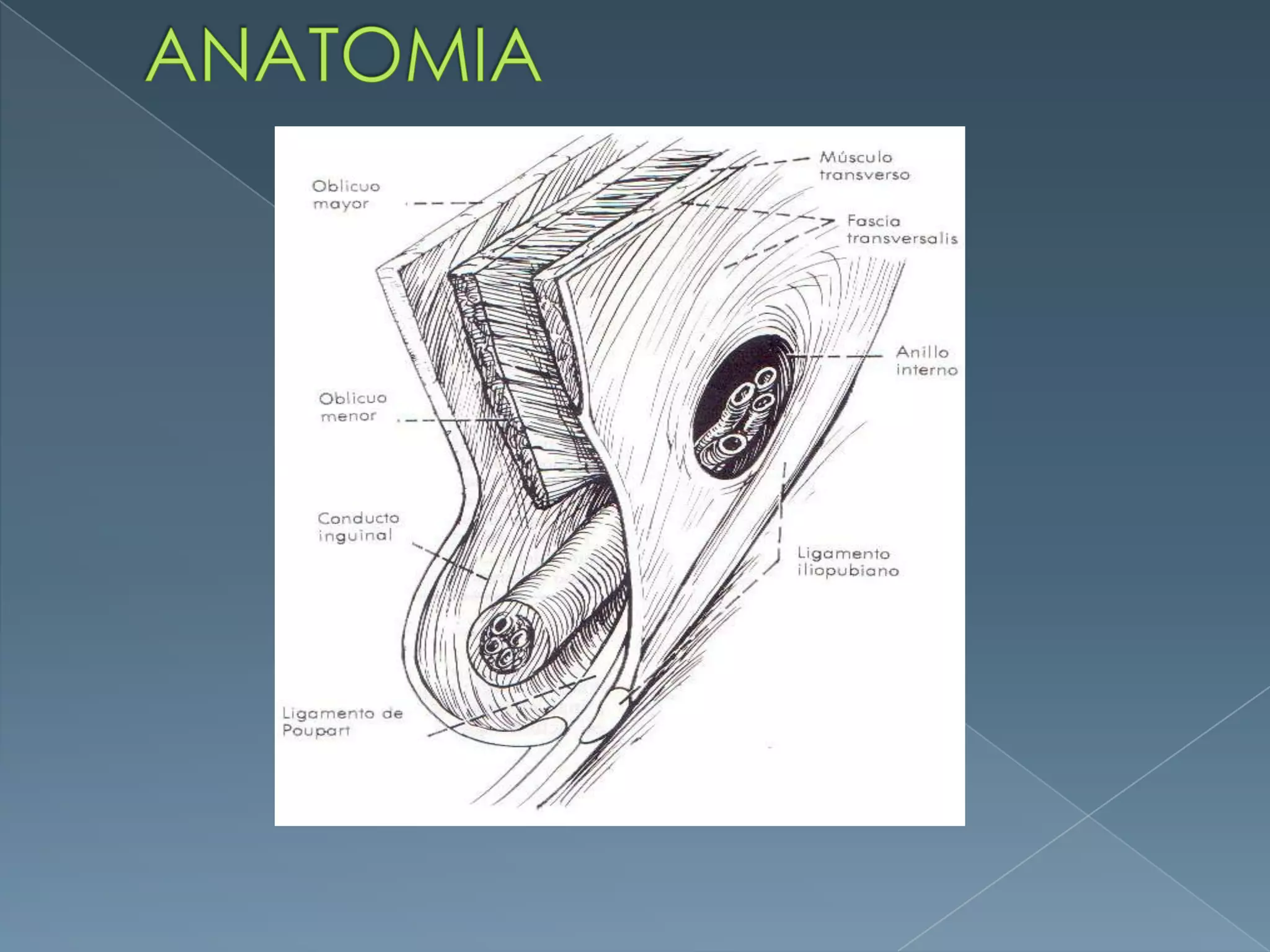 Anatomia del canal inguinal | PPTX