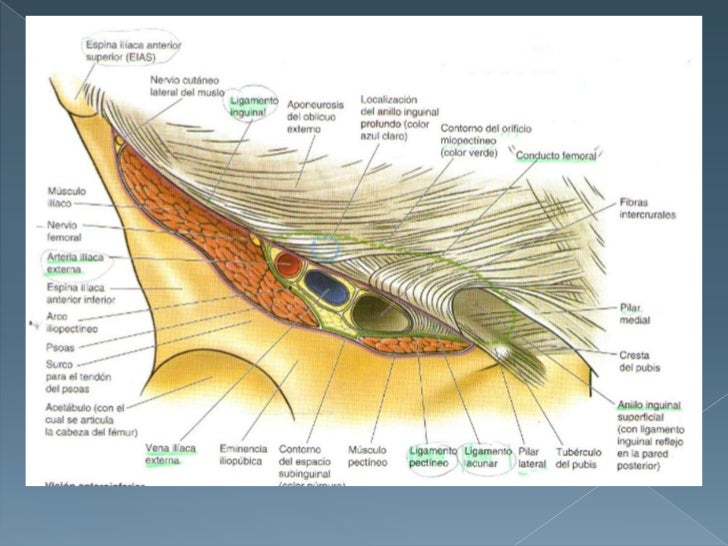 Anatomia del canal inguinal