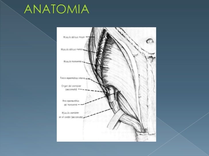 Anatomia del canal inguinal