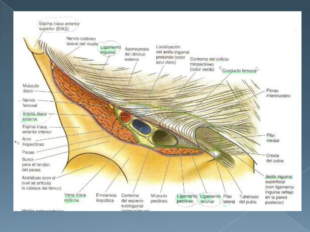 Anatomia Da Superficie Do Ligamento Inguinal Hérnias Da Região