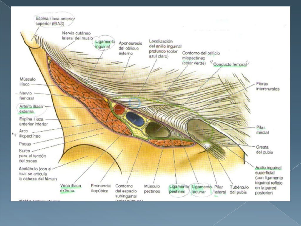 Anatomia del canal inguinal