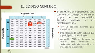 Transcripción y traducción de proteinas | PPTX