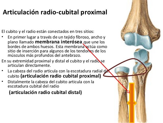 Articulacin Del Codo Wikipedia La Enciclopedia Libre