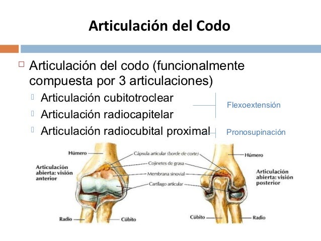 Articulacin Del Codo Wikipedia La Enciclopedia Libre