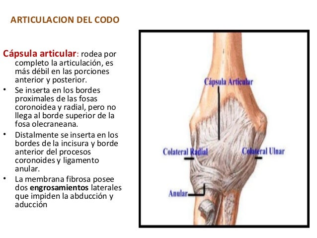 Articulación del Codo