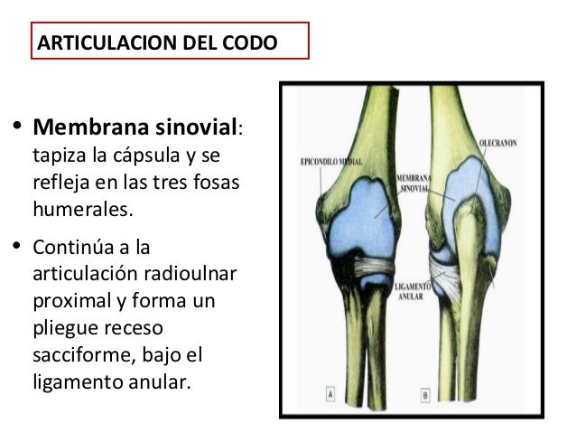 Articulacin Del Codo Wikipedia La Enciclopedia Libre