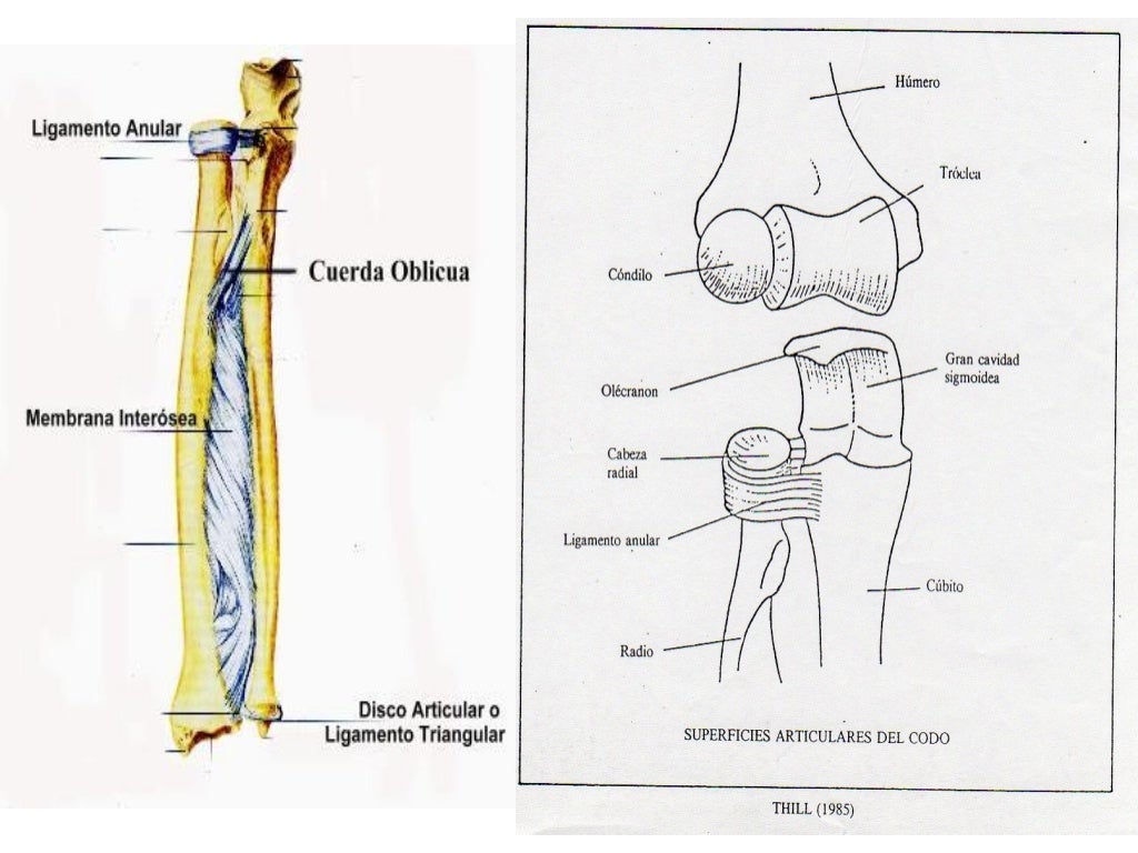 Articulación del Codo