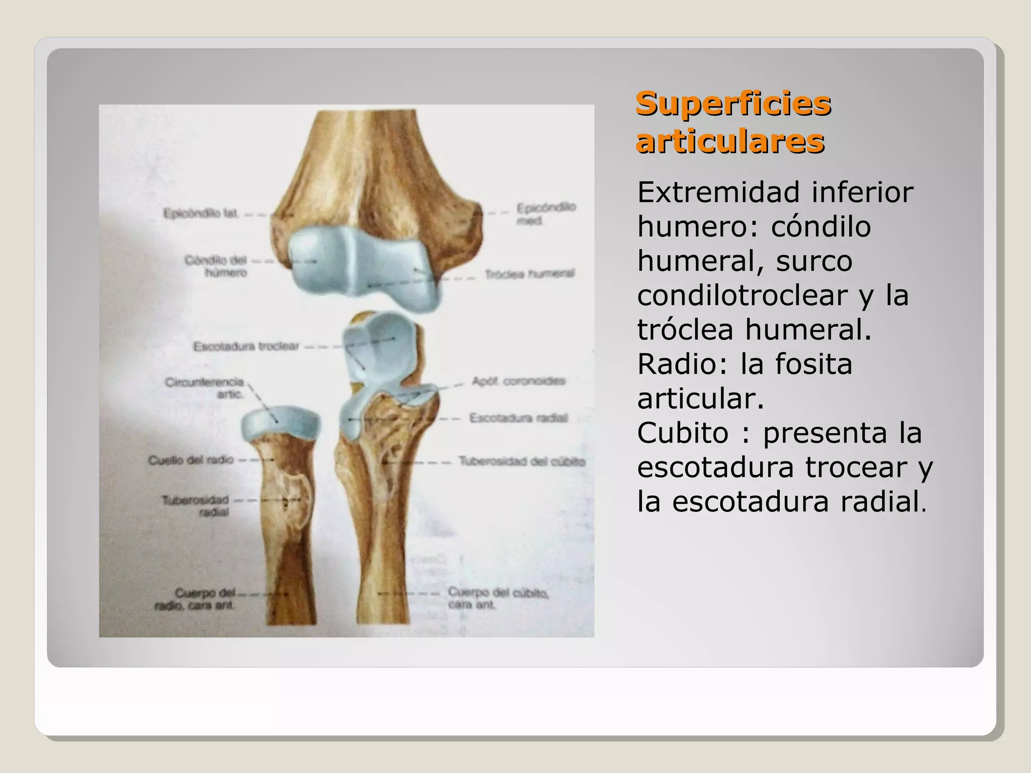 Anatomia del brazo y codo | PPT