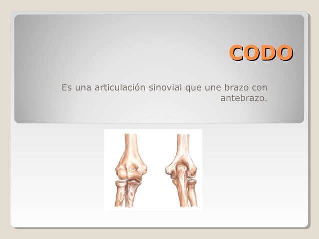 Anatomia del brazo y codo | PPT