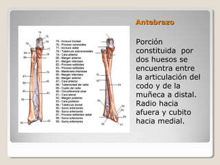 Anatomia del brazo y codo | PPT