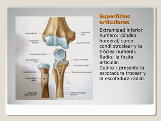 Anatomia del brazo y codo | PPT
