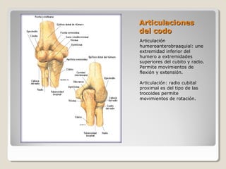 Anatomia del brazo y codo | PPT