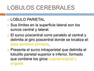 Clase conformacion externa hemisferios cerebrales | PPTX