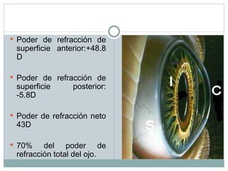 Clase conjuntiva esclera-cornea | PPT