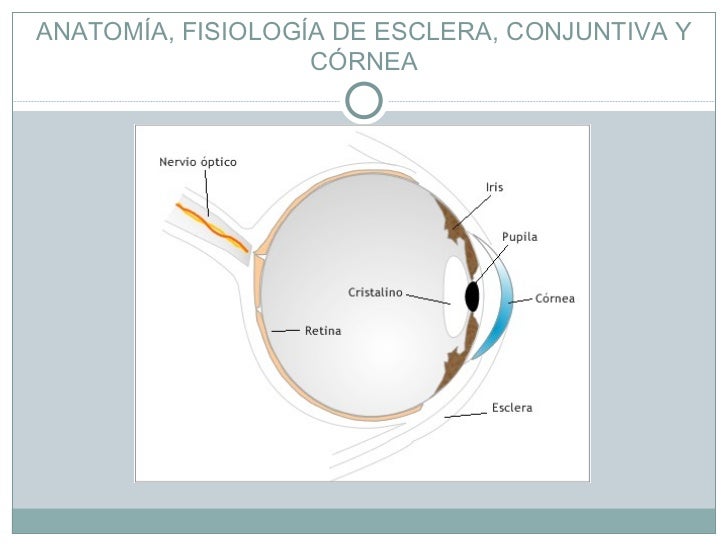 Clase conjuntiva esclera-cornea