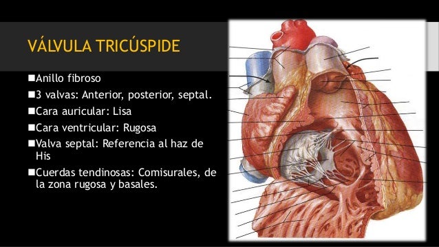 SISTEMA CARDIOVASCULAR