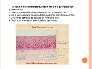 Clase cornea. anato fisio. | PPTX