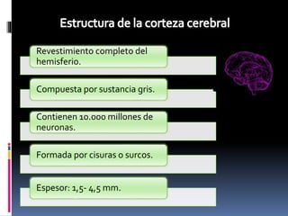 Clase corteza cerebral | PPTX