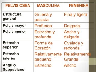 Clase coxal y pelvis | PDF